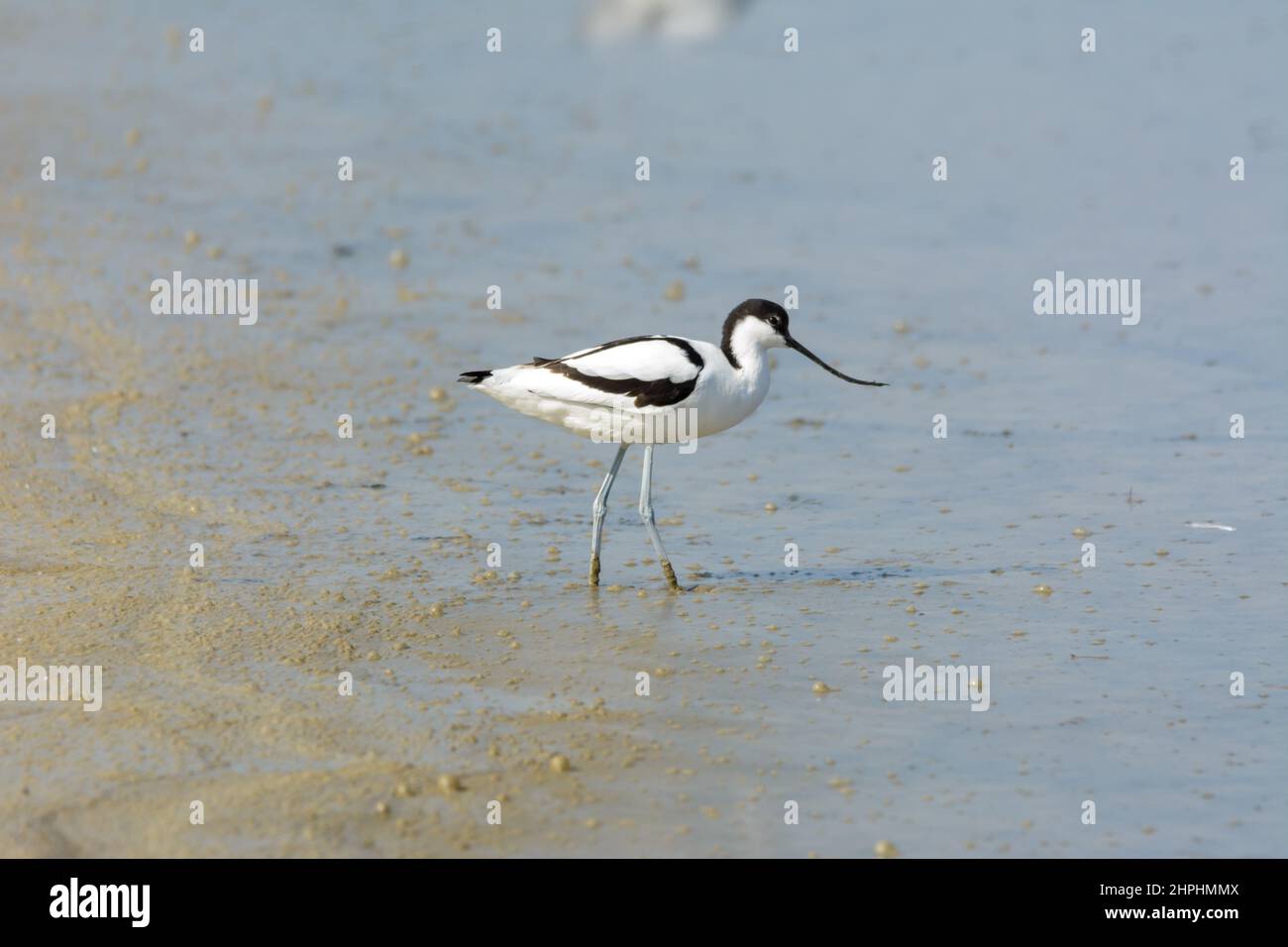 avoceta (recurvirostra avosetta) water bird Stock Photo - Alamy