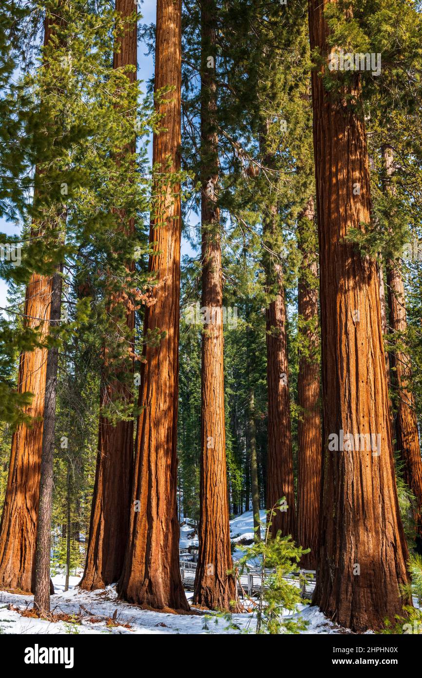 Giant Sequoia (Sequoiadendron giganteum) in the Mariposa Grove ...