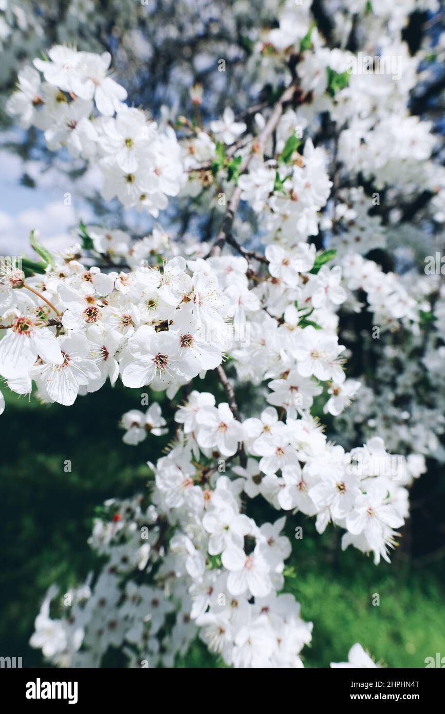 Cherry tree with blossom flowers in bokeh, beautiful spring Stock Photo ...