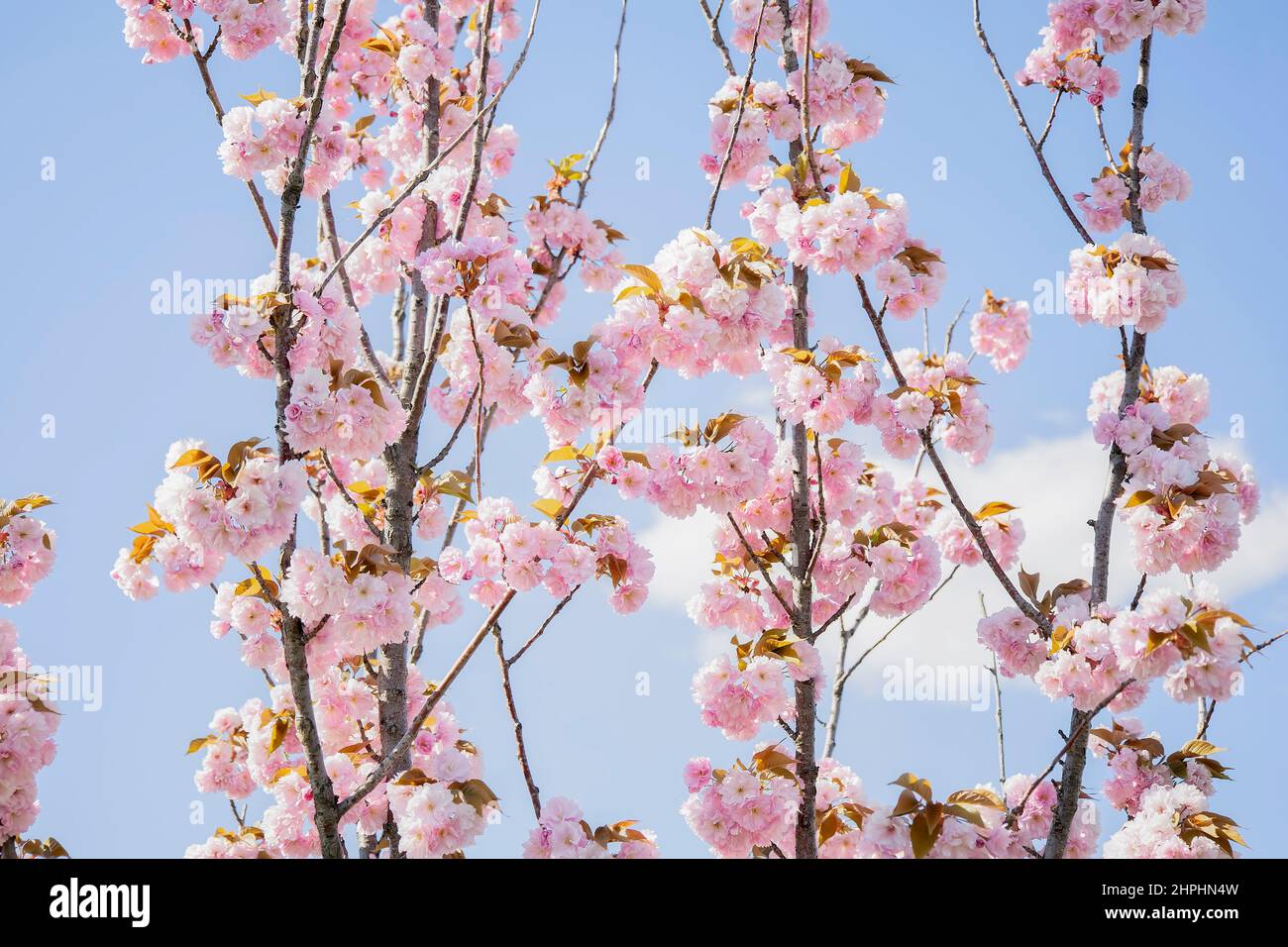 Nature pattern with pink blossom flowers on tiny tree branches Stock ...