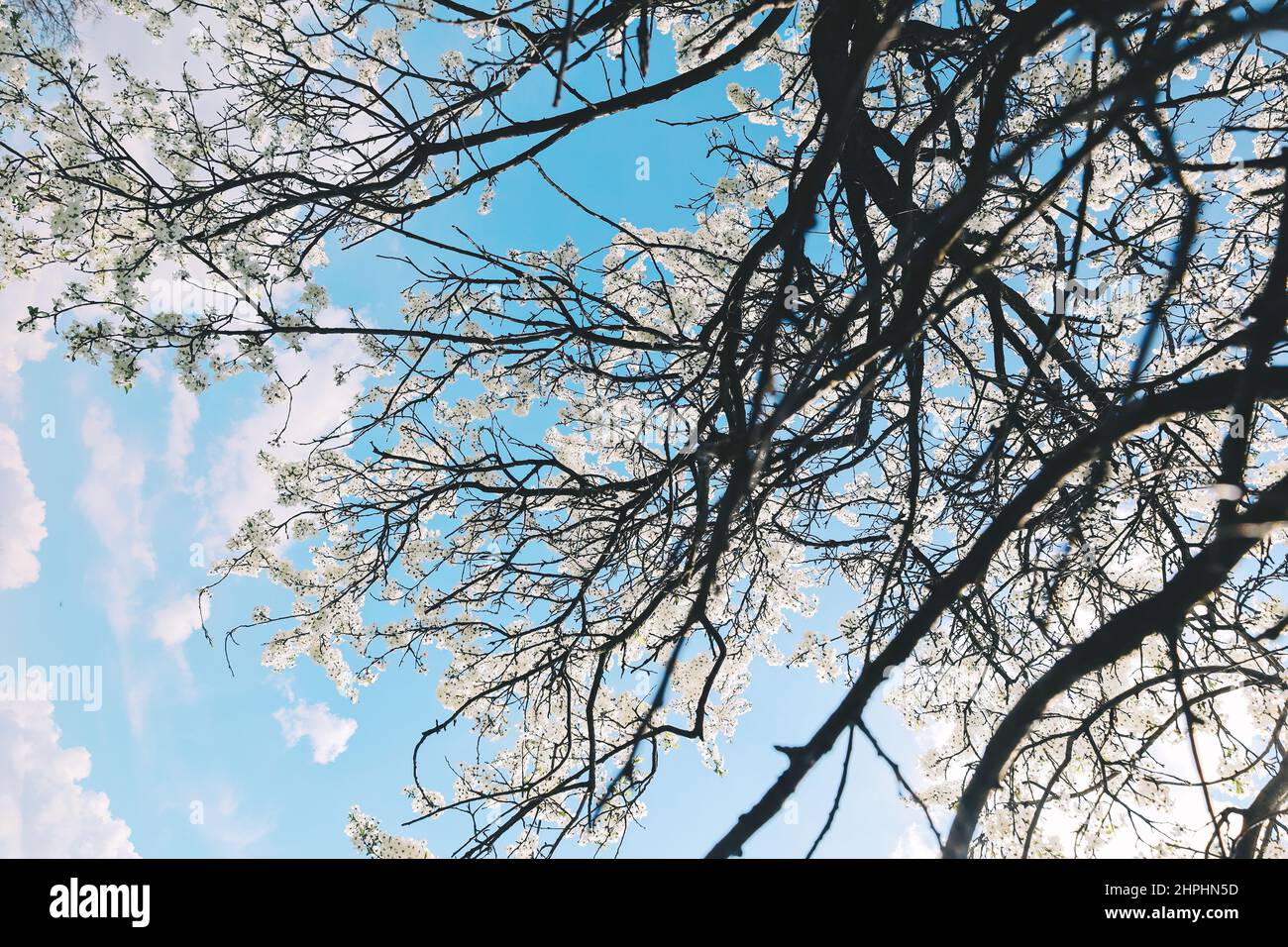 Nature spring background with tree branches, blossom white flowers ...