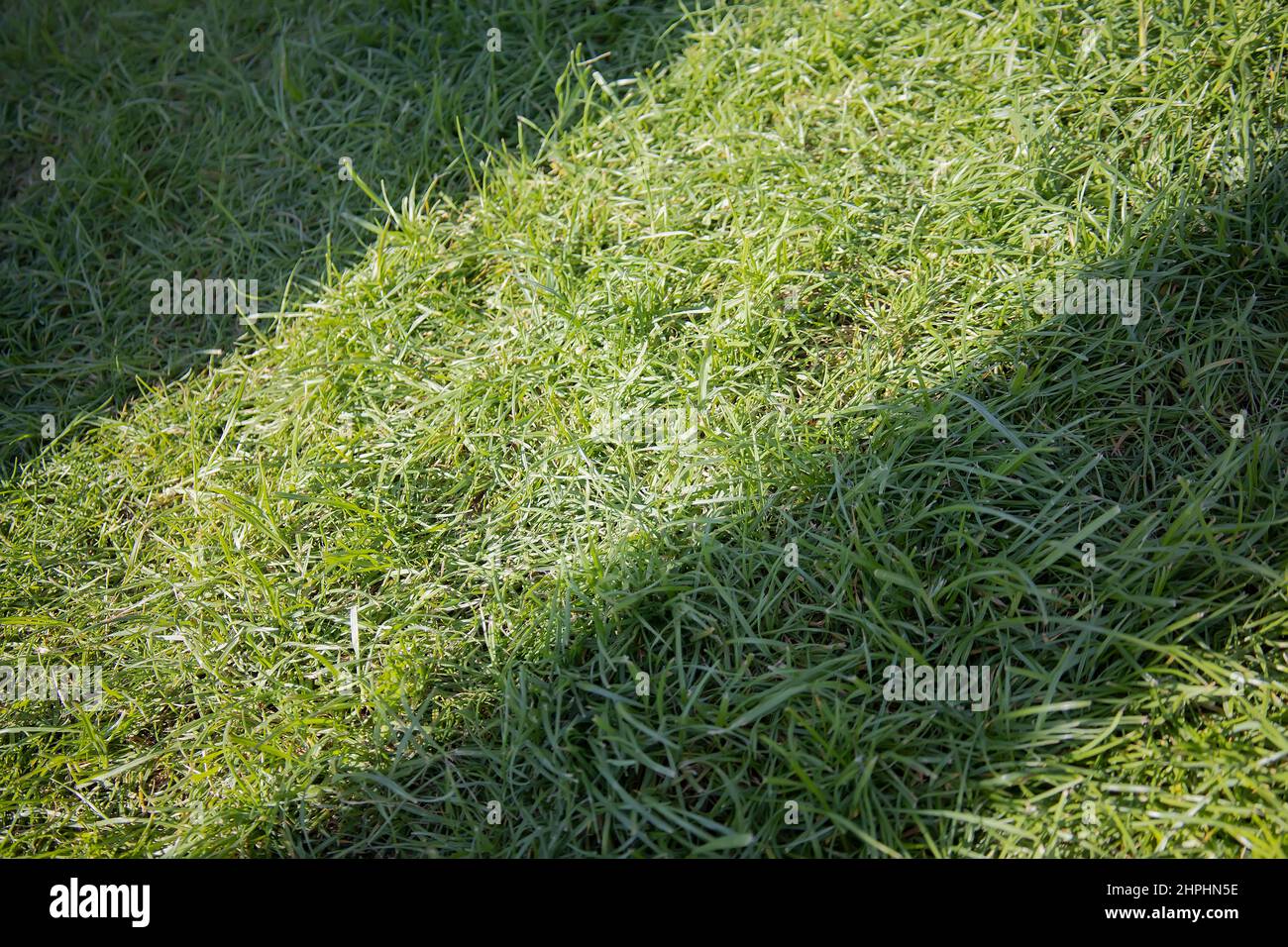 Fresh spring growing grass with light and shadow lines Stock Photo - Alamy