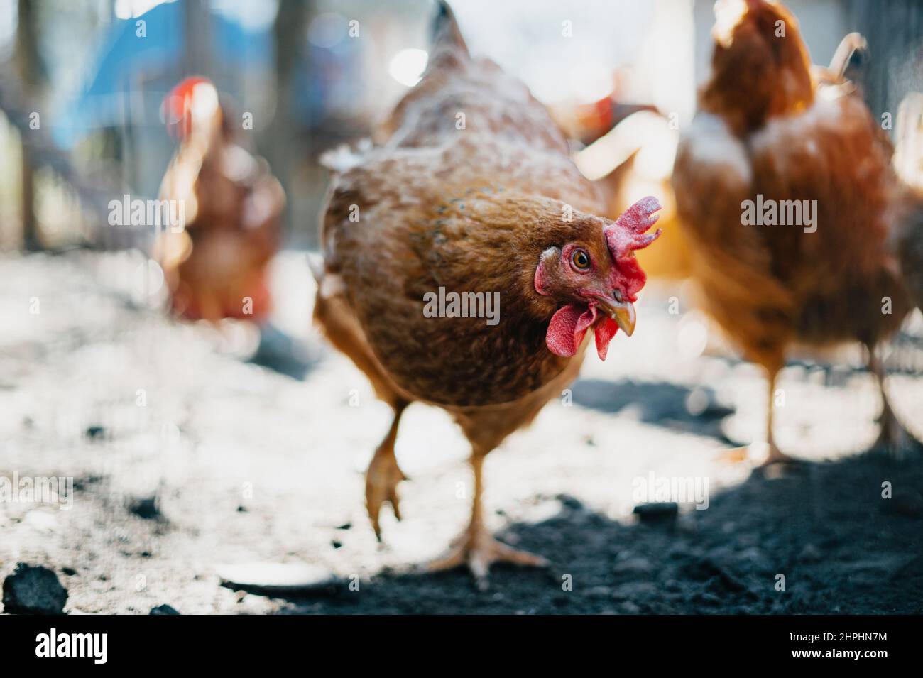 Backyard poultry Home Raised Healthy Chickens Stock Photo - Alamy