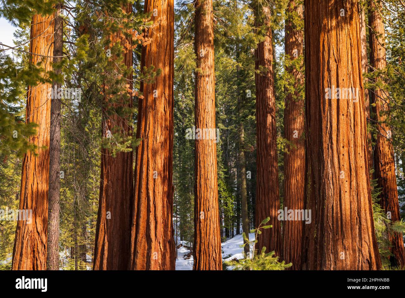 Giant Sequoia (Sequoiadendron giganteum) in the Mariposa Grove, Yosemite National Park ...