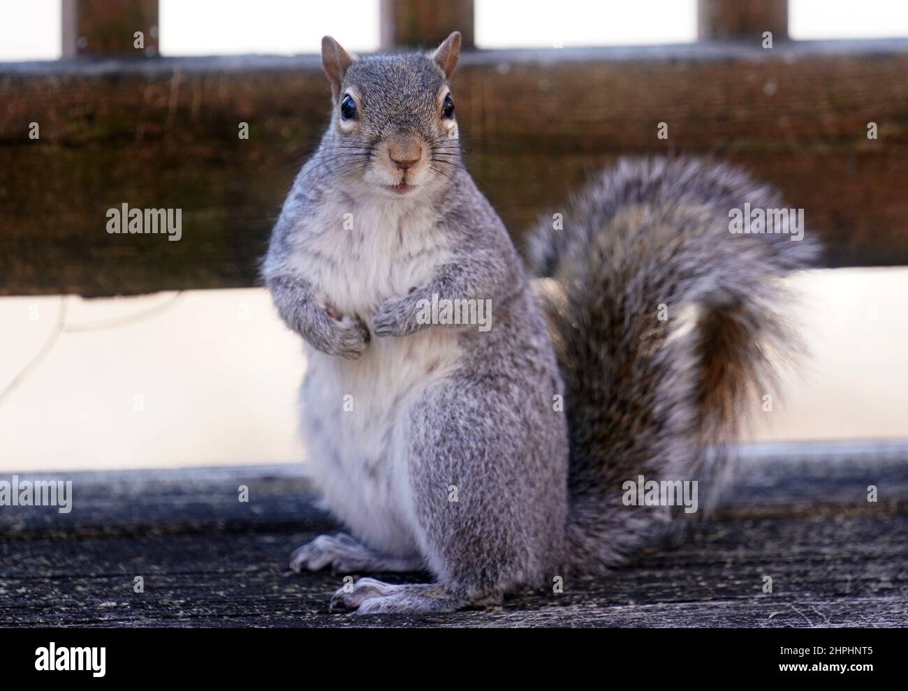 Squirrel on the garden deck Stock Photo - Alamy