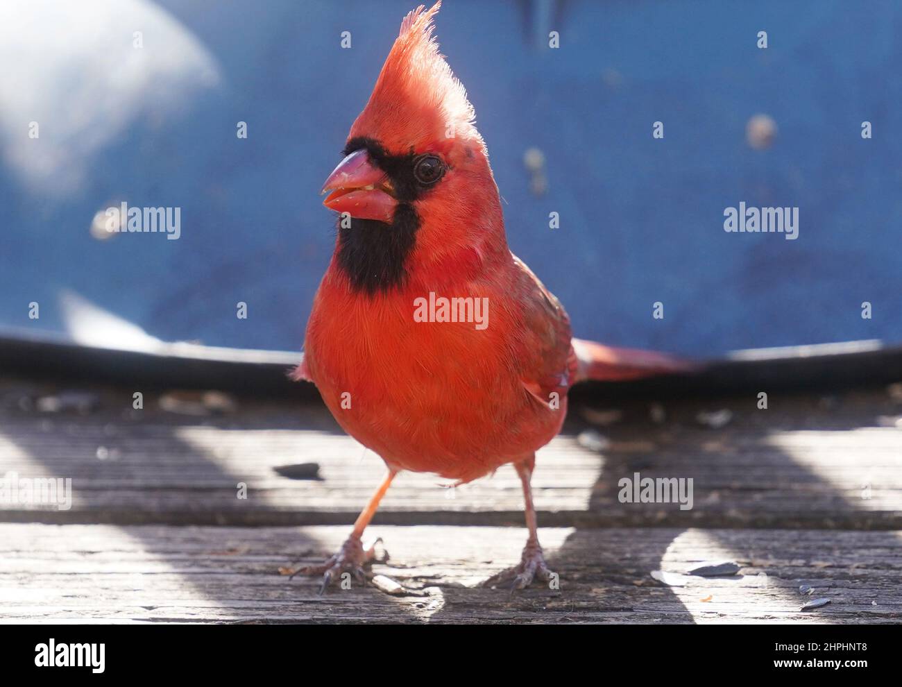 Male Northern Cardinal on the backyard deck Stock Photo - Alamy