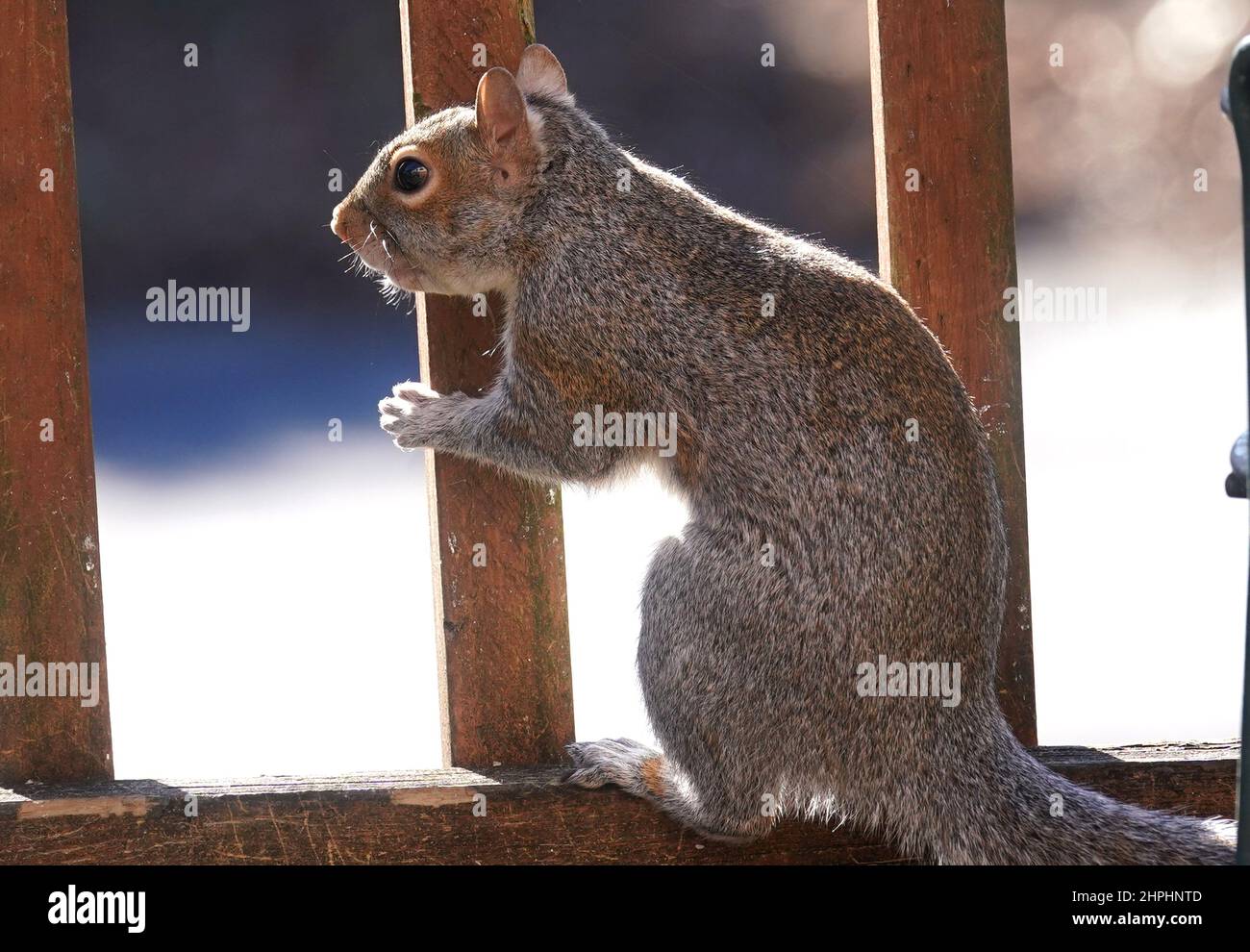 Squirrel on the garden deck Stock Photo - Alamy