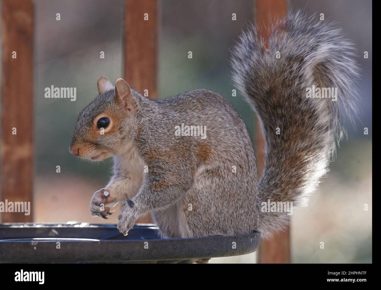 Squirrel on the garden deck Stock Photo - Alamy
