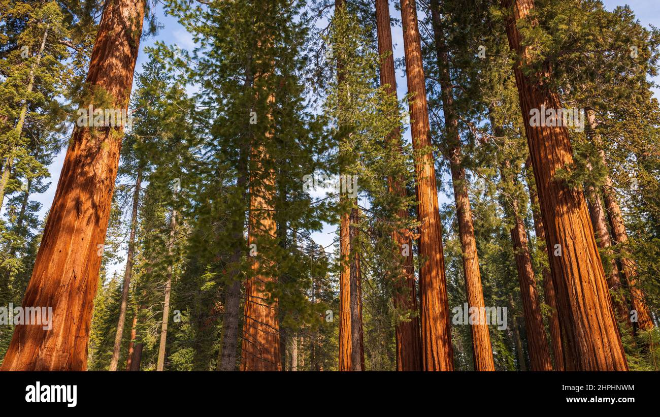Giant Sequoia (Sequoiadendron giganteum) in the Mariposa Grove ...