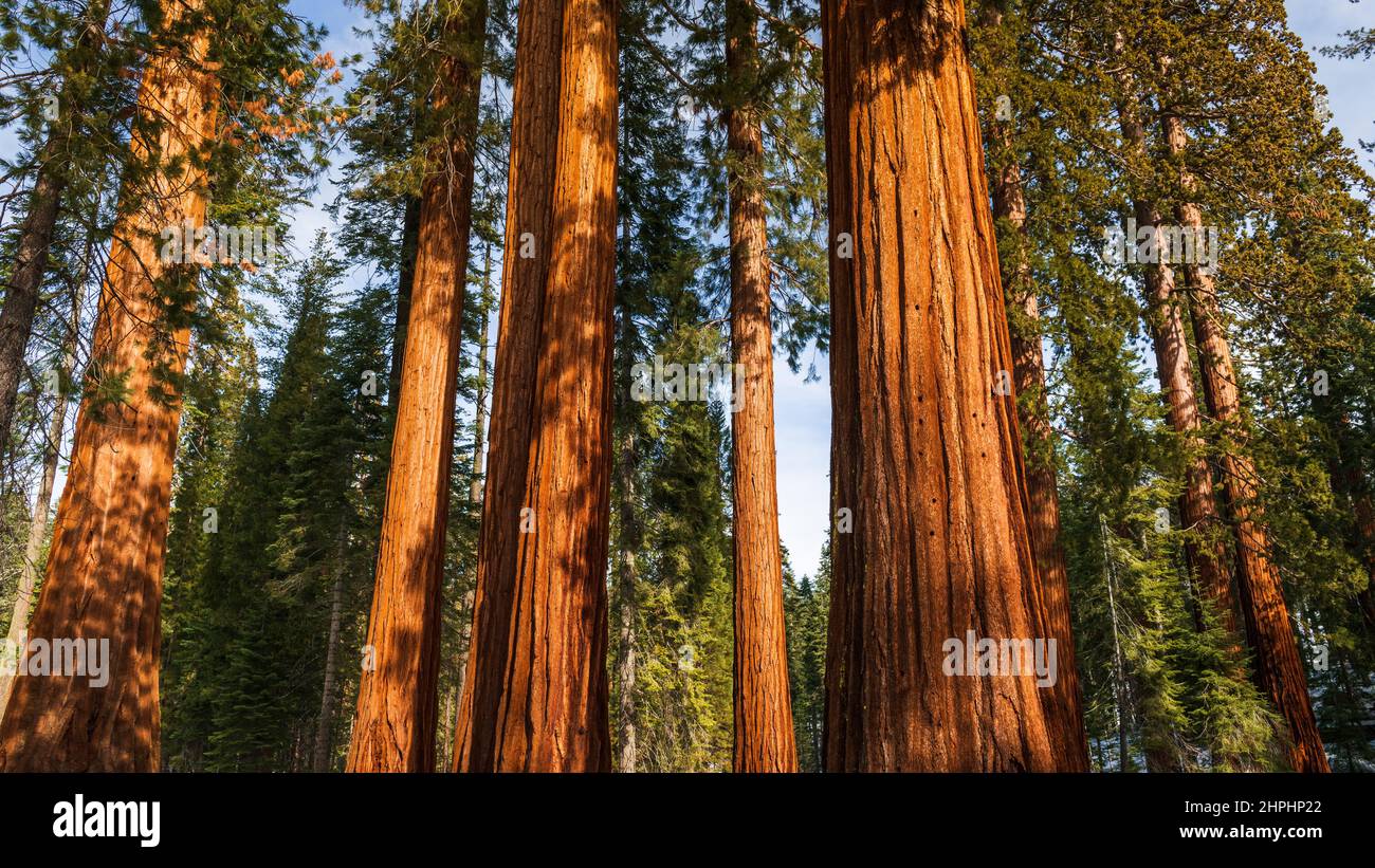Giant Sequoia (Sequoiadendron giganteum) in the Mariposa Grove, Yosemite National Park ...
