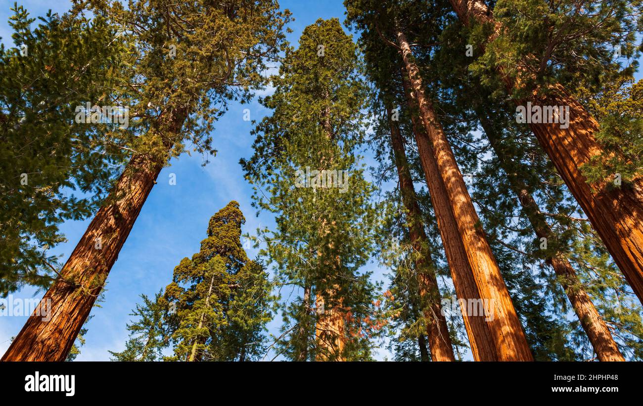 Giant Sequoia (Sequoiadendron giganteum) in the Mariposa Grove ...