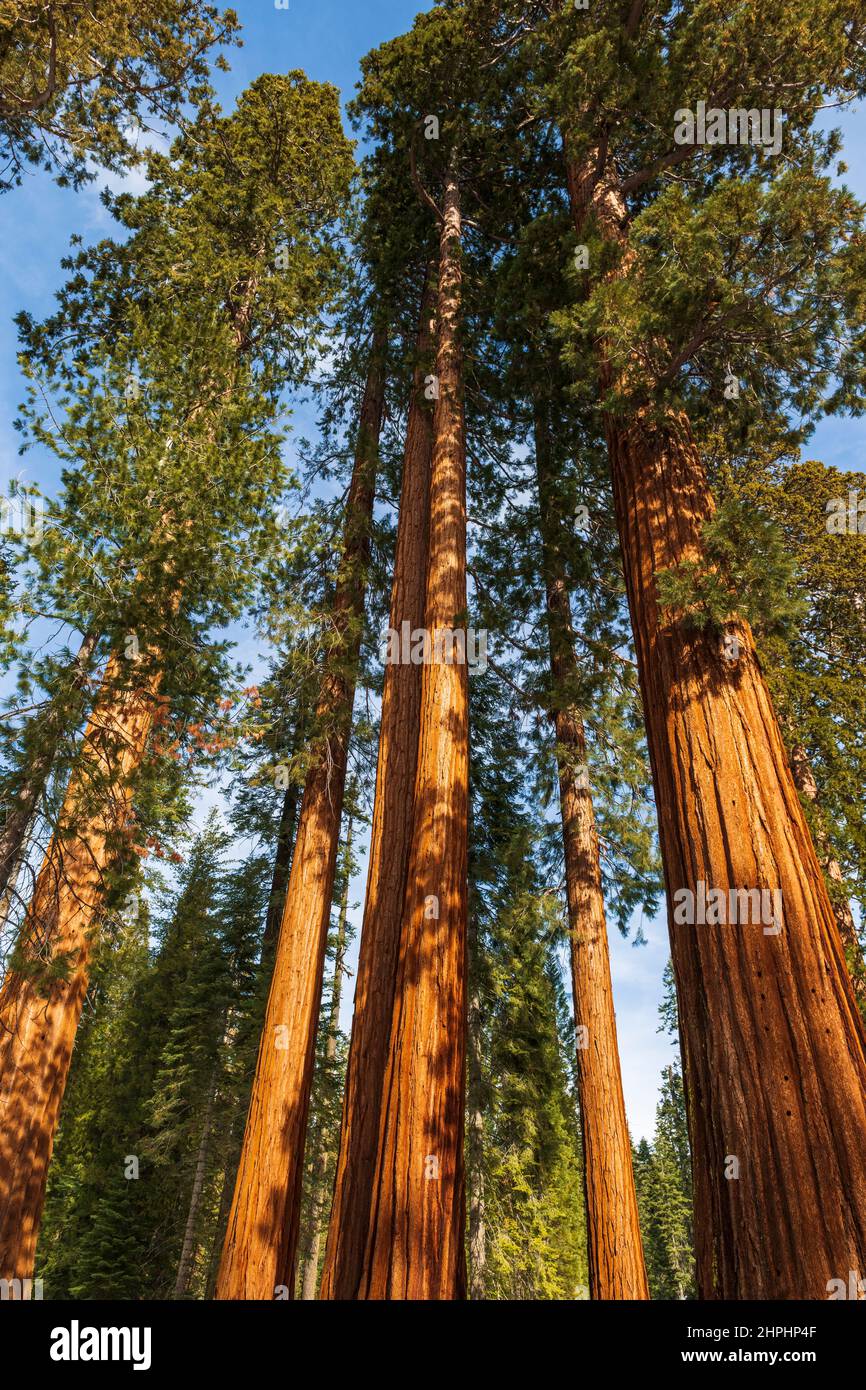 Giant Sequoia (Sequoiadendron giganteum) in the Mariposa Grove ...