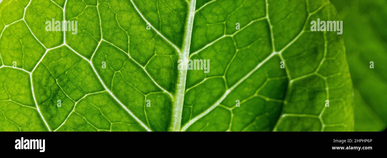 Abstract organic texture hi-res stock photography and images - Alamy