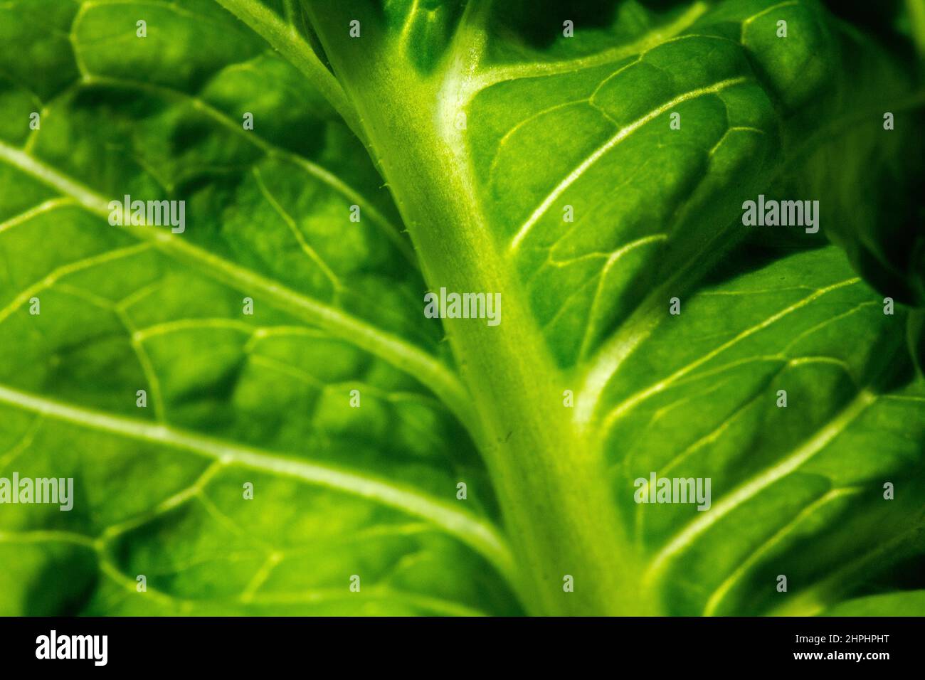 Earthy textures hi-res stock photography and images - Alamy