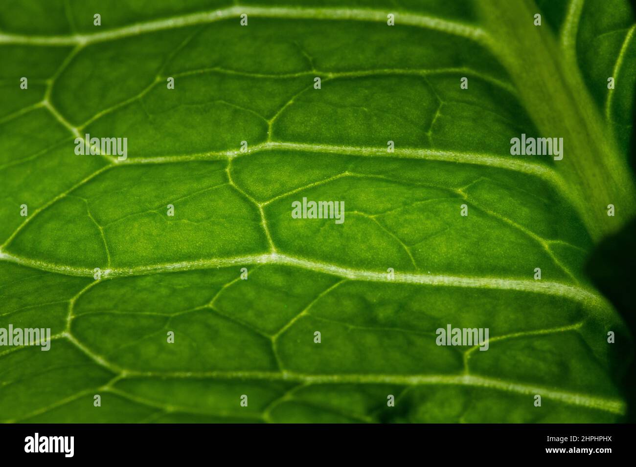 Organic textures hi-res stock photography and images - Alamy