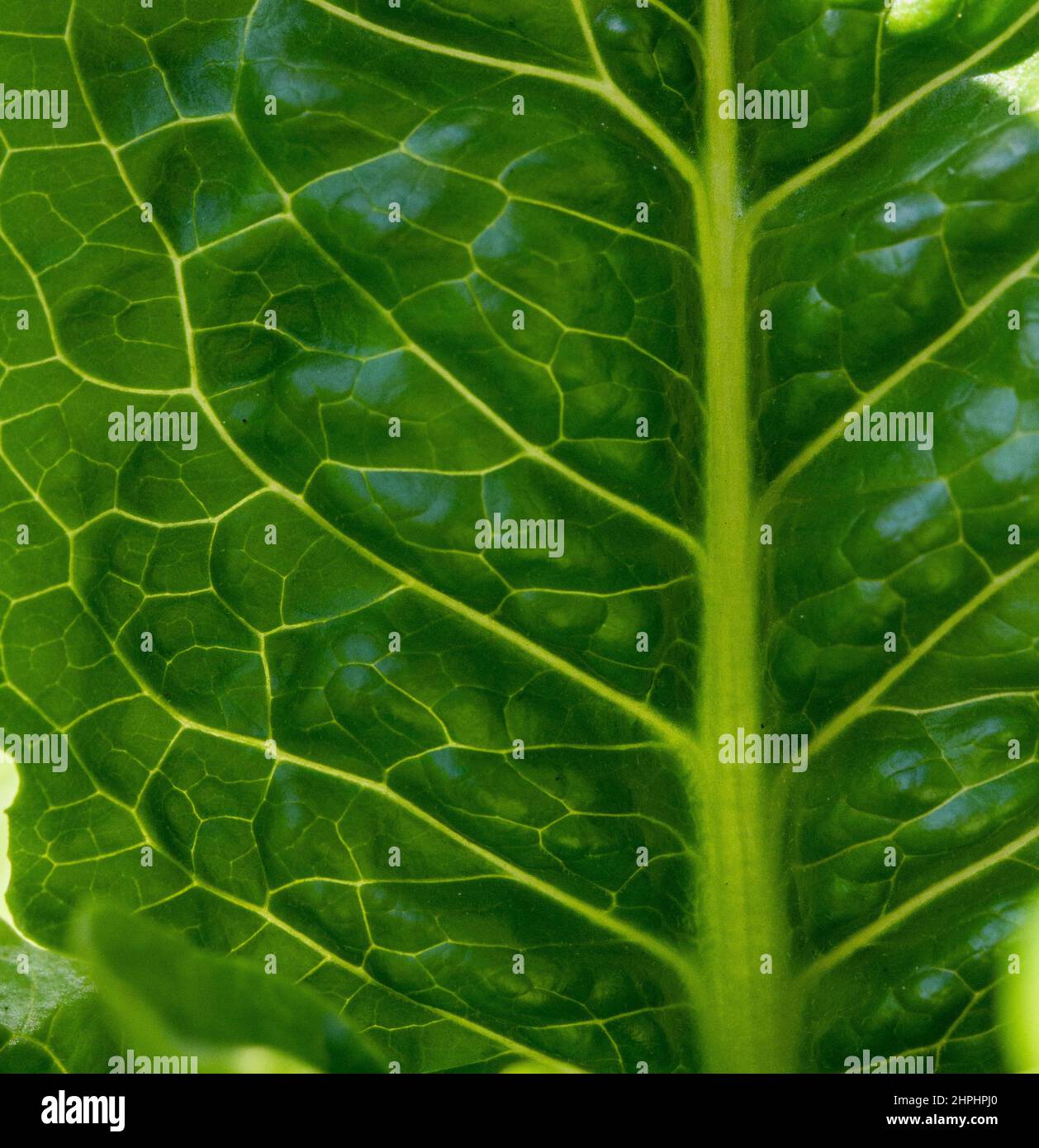 Veggie textures hi-res stock photography and images - Alamy