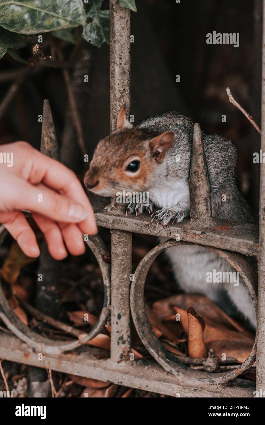 Closeup of a squirrel in Valentino Park, Turin, Italy Stock Photo - Alamy