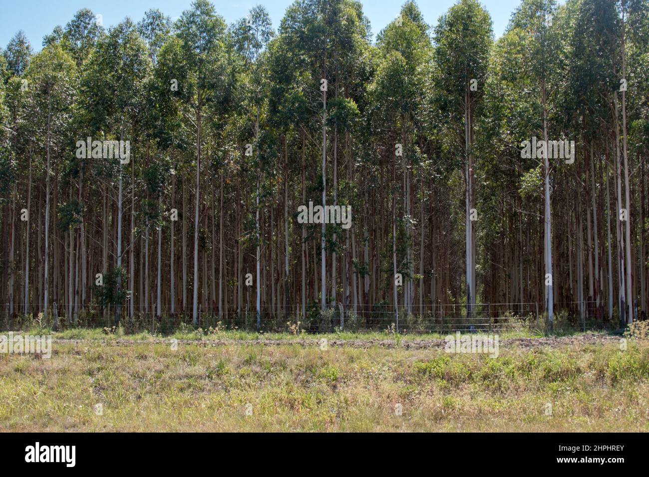 Eucalyptus forest. Forest industry in Entre Rios Stock Photo - Alamy