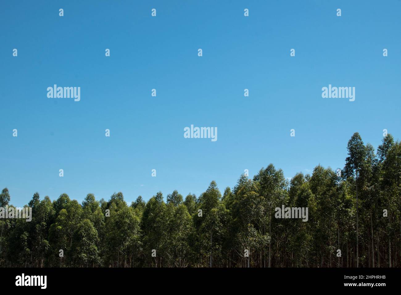 Eucalyptus forest hi-res stock photography and images - Alamy