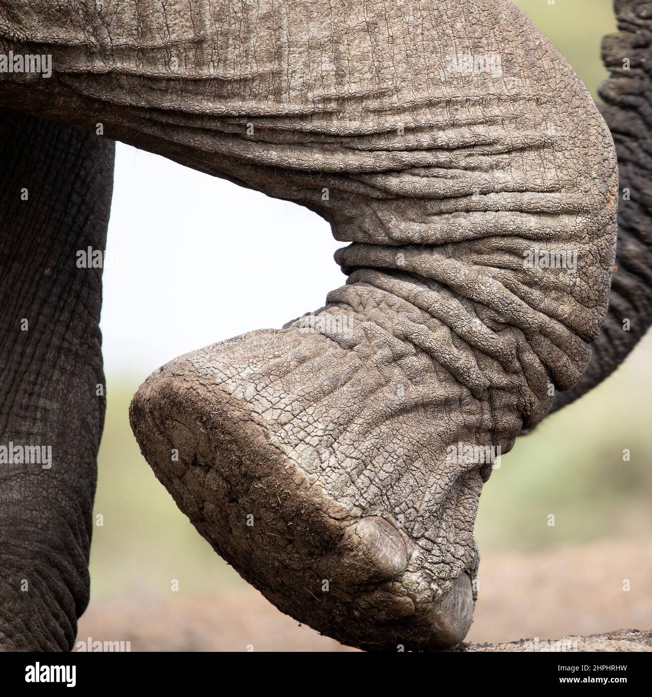 Body part of animals hi-res stock photography and images - Alamy