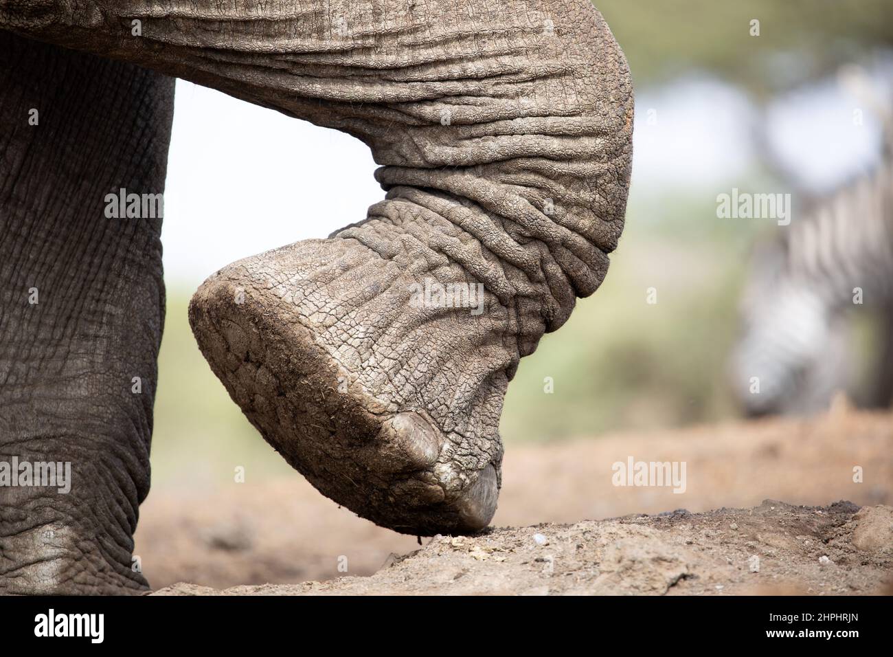 Body part of animals hi-res stock photography and images - Alamy