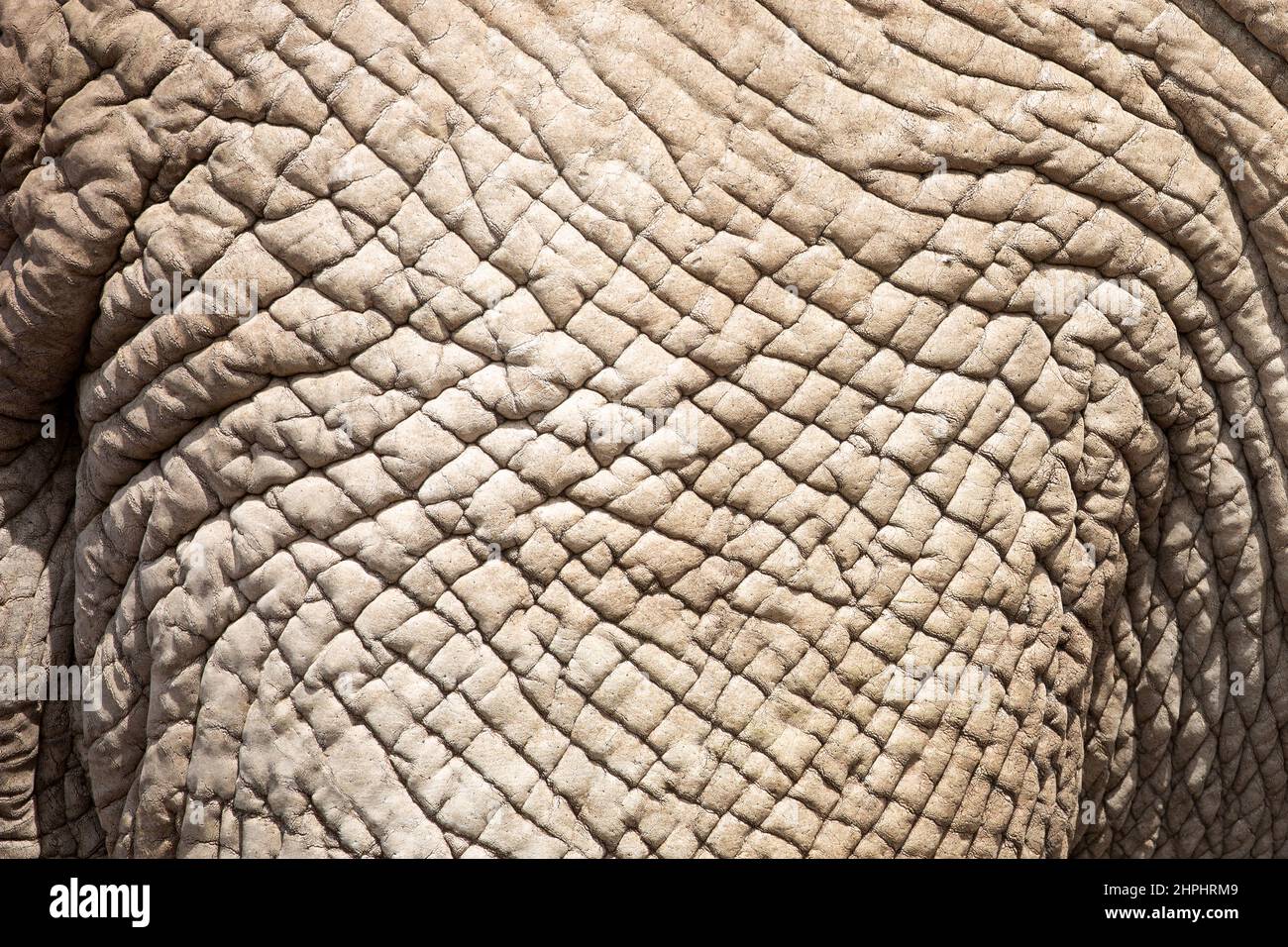 Rough elephant skin hi-res stock photography and images - Alamy