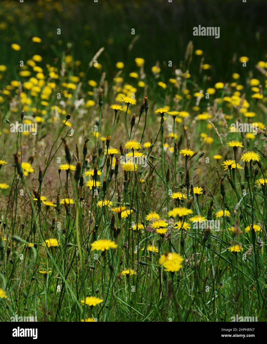 ground level view of a bright yellow dandelion patch in full bloom Stock Photo - Alamy