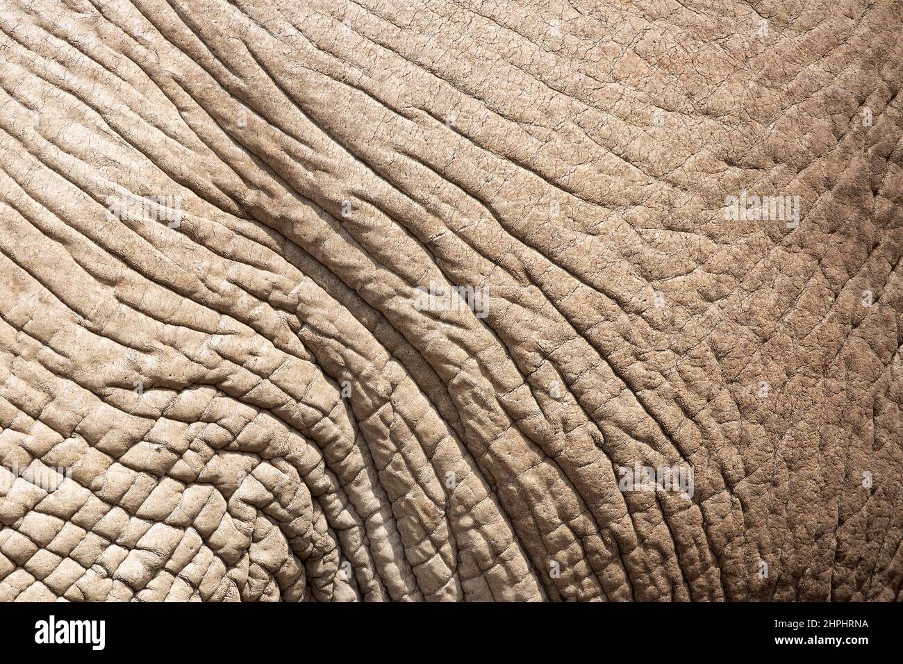 Rough textured skin hi-res stock photography and images - Alamy