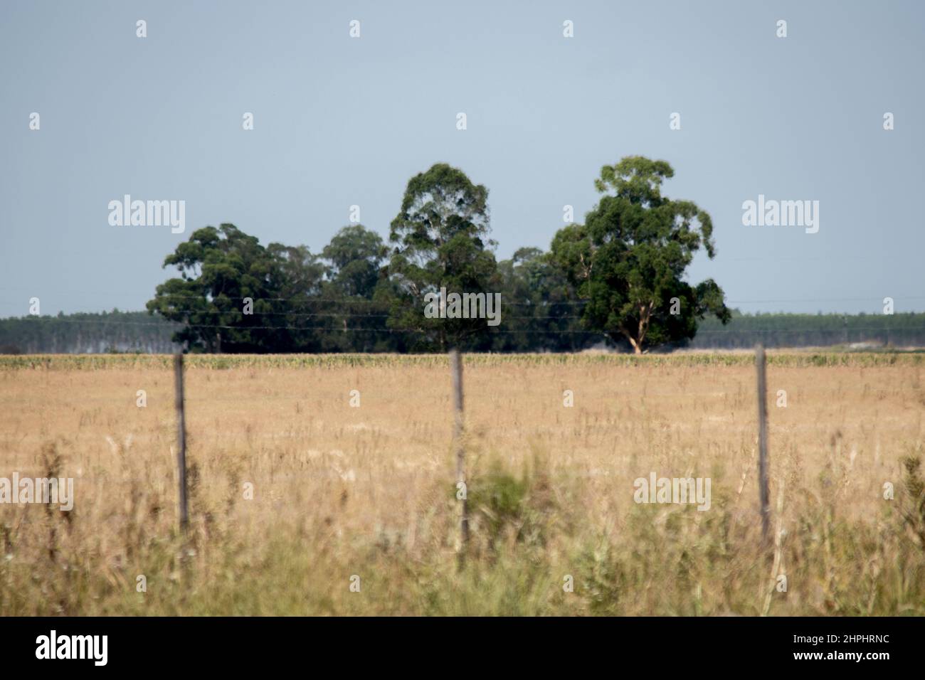 Federación argentina hi-res stock photography and images - Alamy
