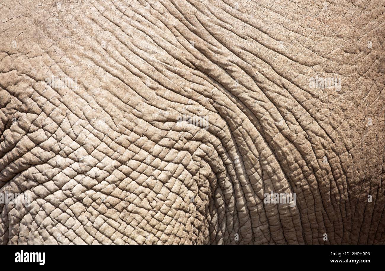 Rough elephant skin hi-res stock photography and images - Alamy