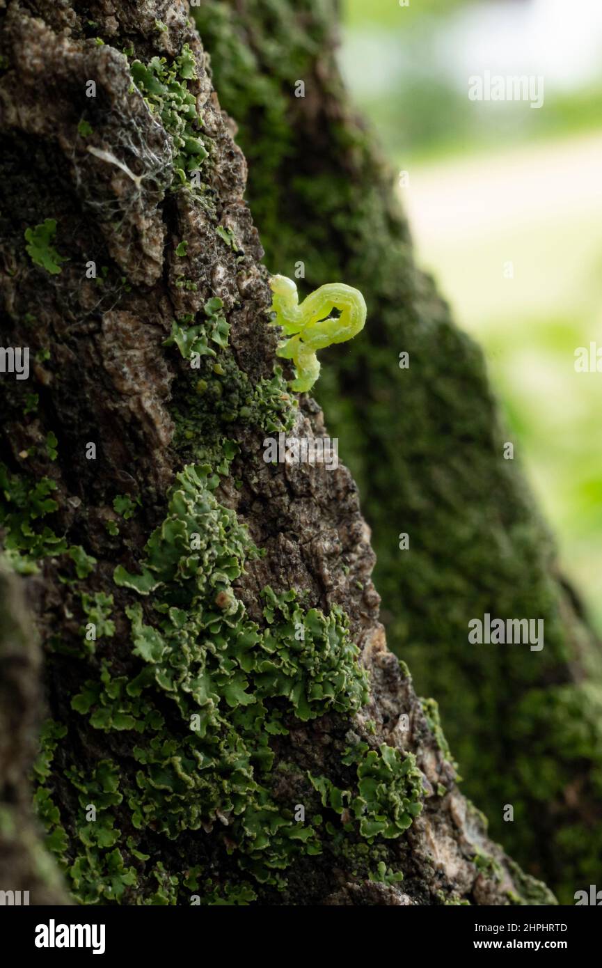 tiny green catetpiller inches its way up the rough bark of a tree Stock ...