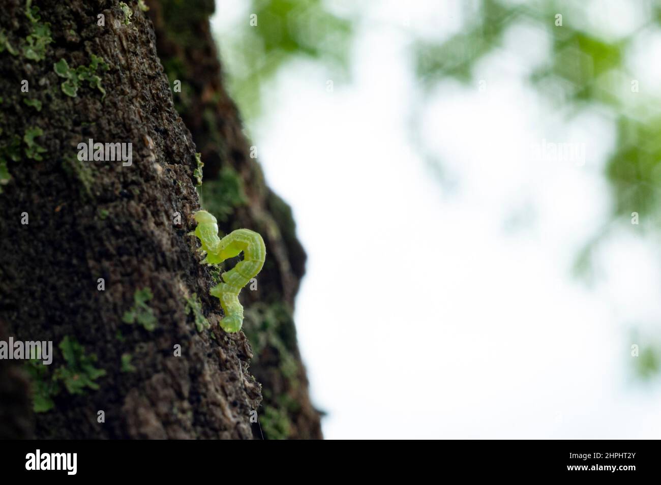 Inch worm hi-res stock photography and images - Alamy