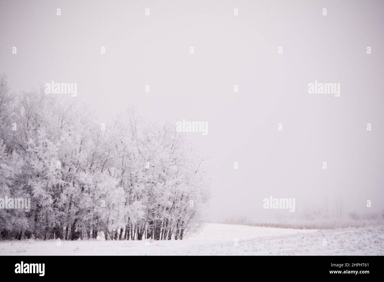 Freezing fog trees frosted hi-res stock photography and images - Alamy