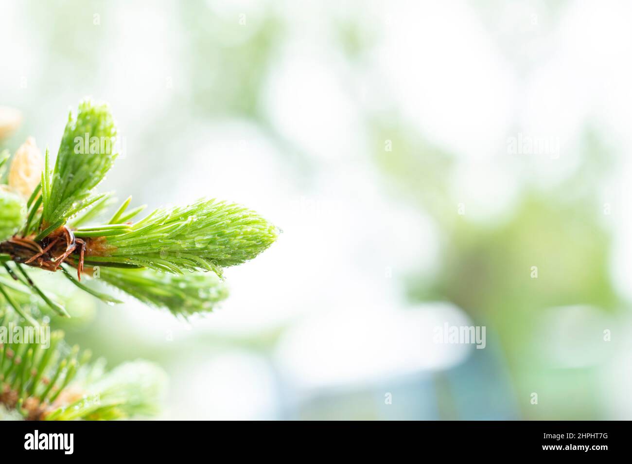 Fresh spruce tips hi-res stock photography and images - Alamy