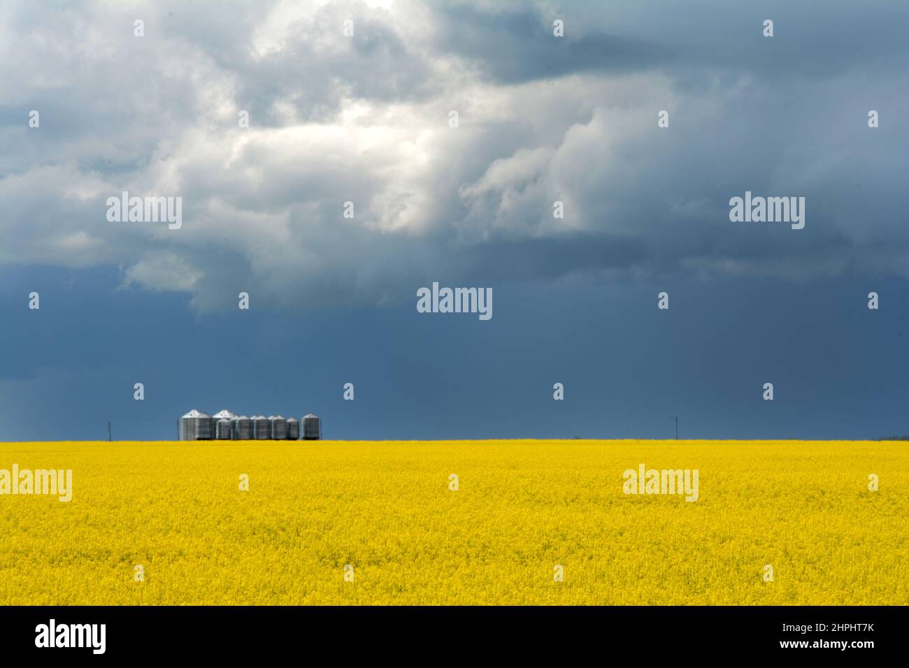 Saskatchewan farm canola hi-res stock photography and images - Alamy
