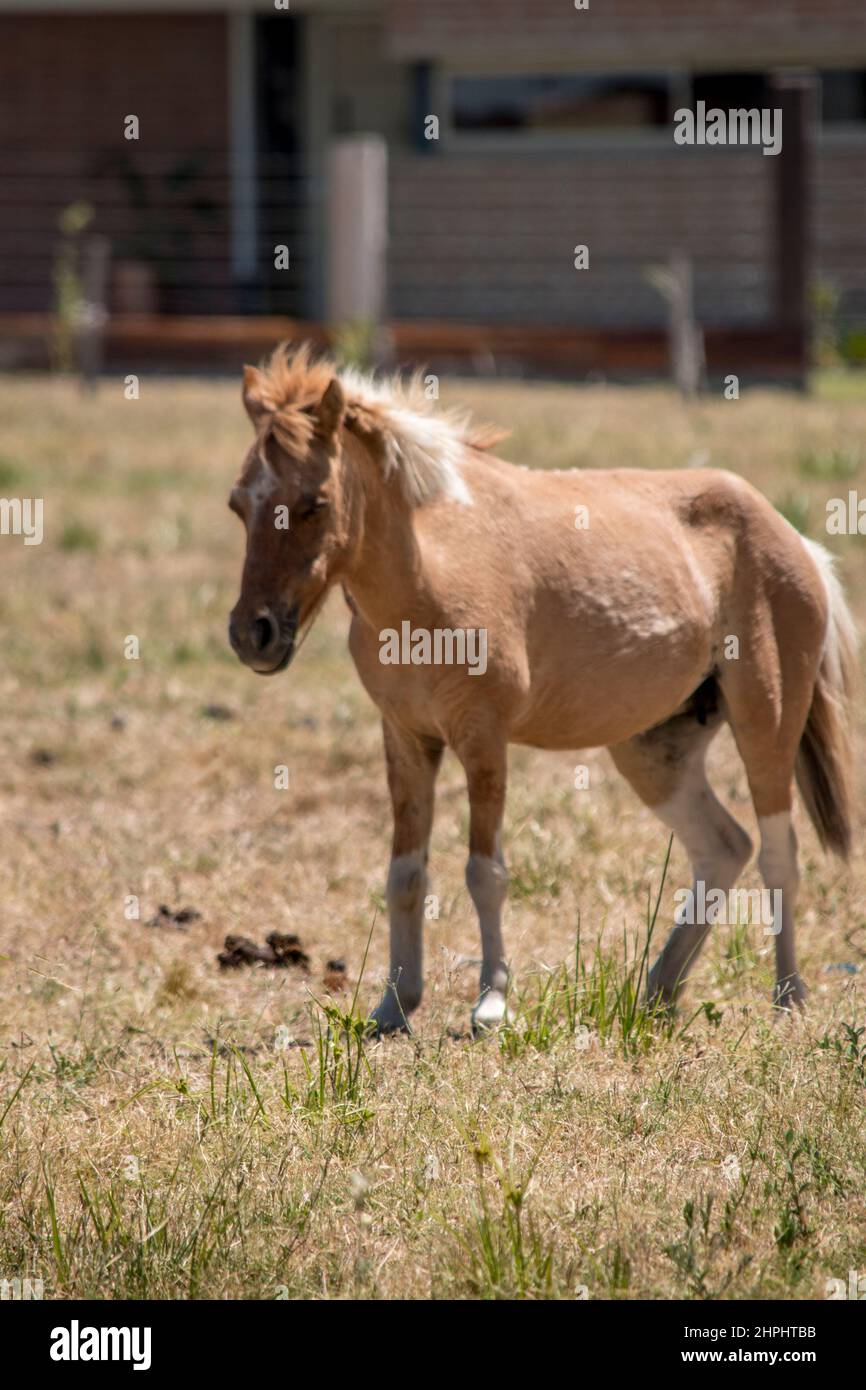 Natural equine behavior hi-res stock photography and images - Alamy