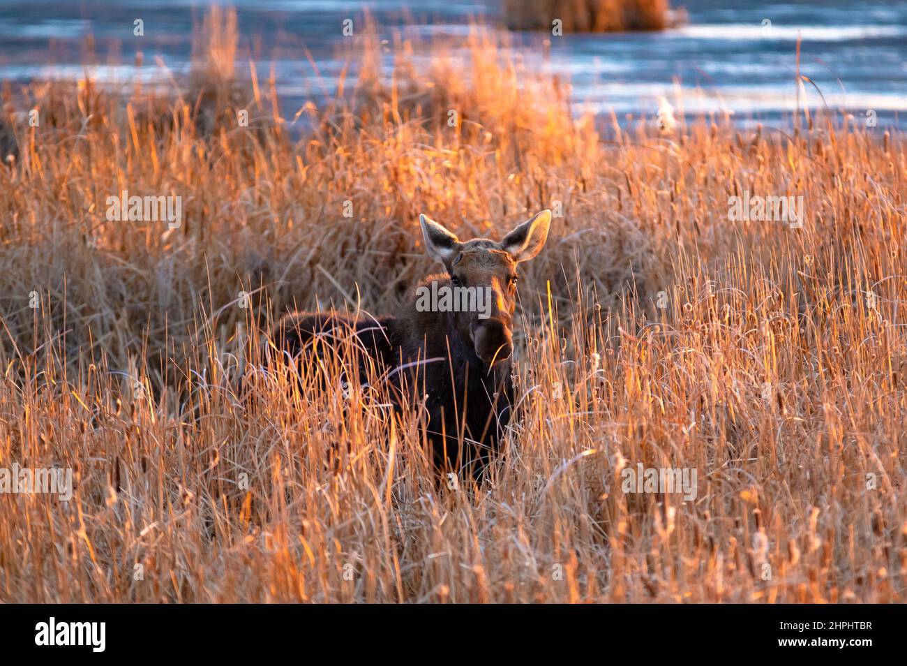 Young male moose hi-res stock photography and images - Alamy