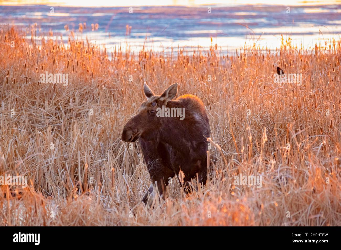 Bull moose in the marsh hi-res stock photography and images - Alamy
