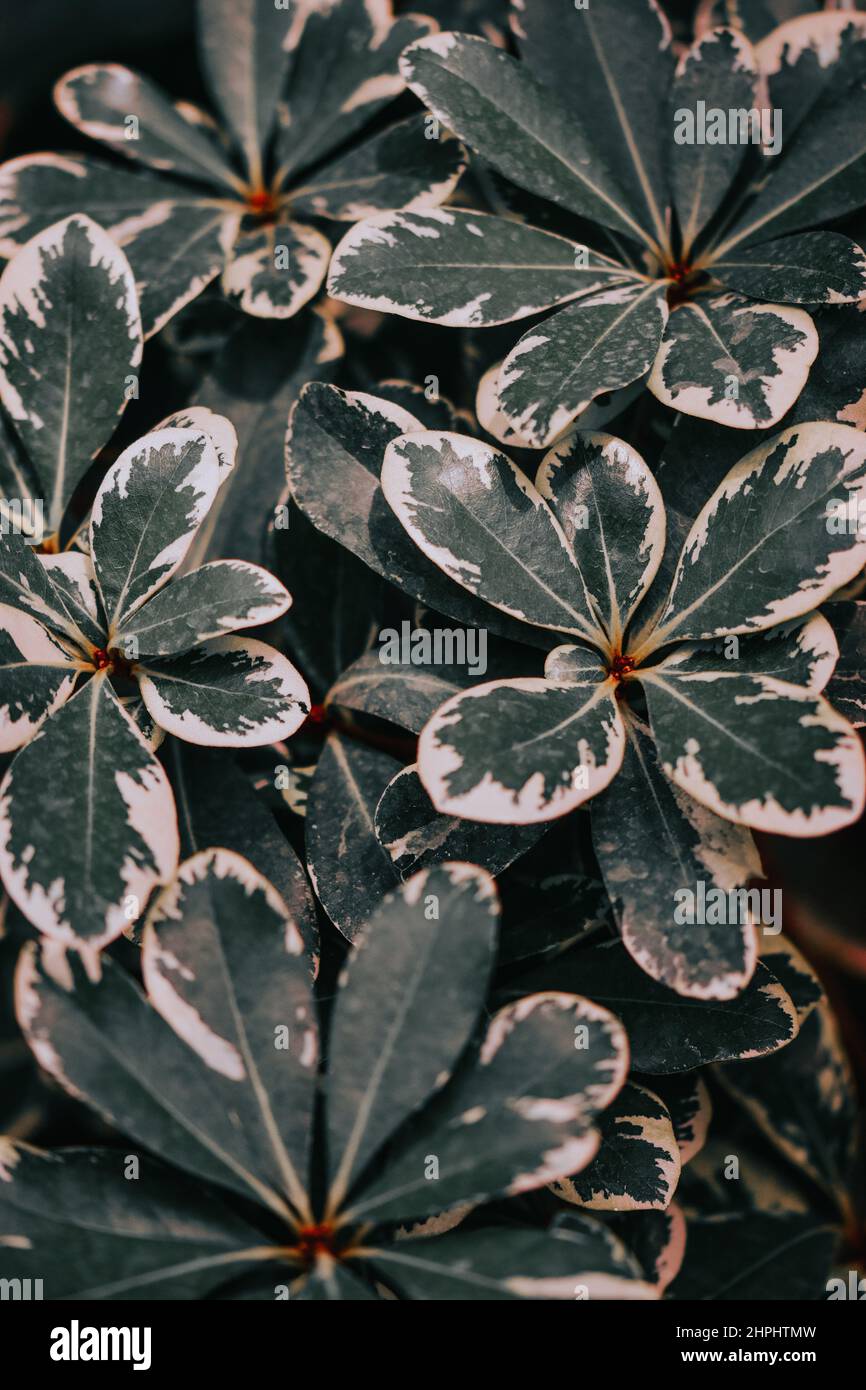 Grayscale of a plant leaves Stock Photo - Alamy