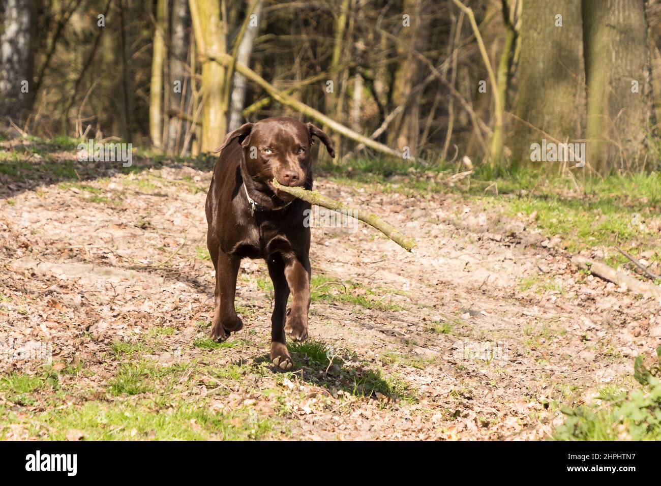 Labrador carrying a stick in its mouth in the forest Stock Photo - Alamy
