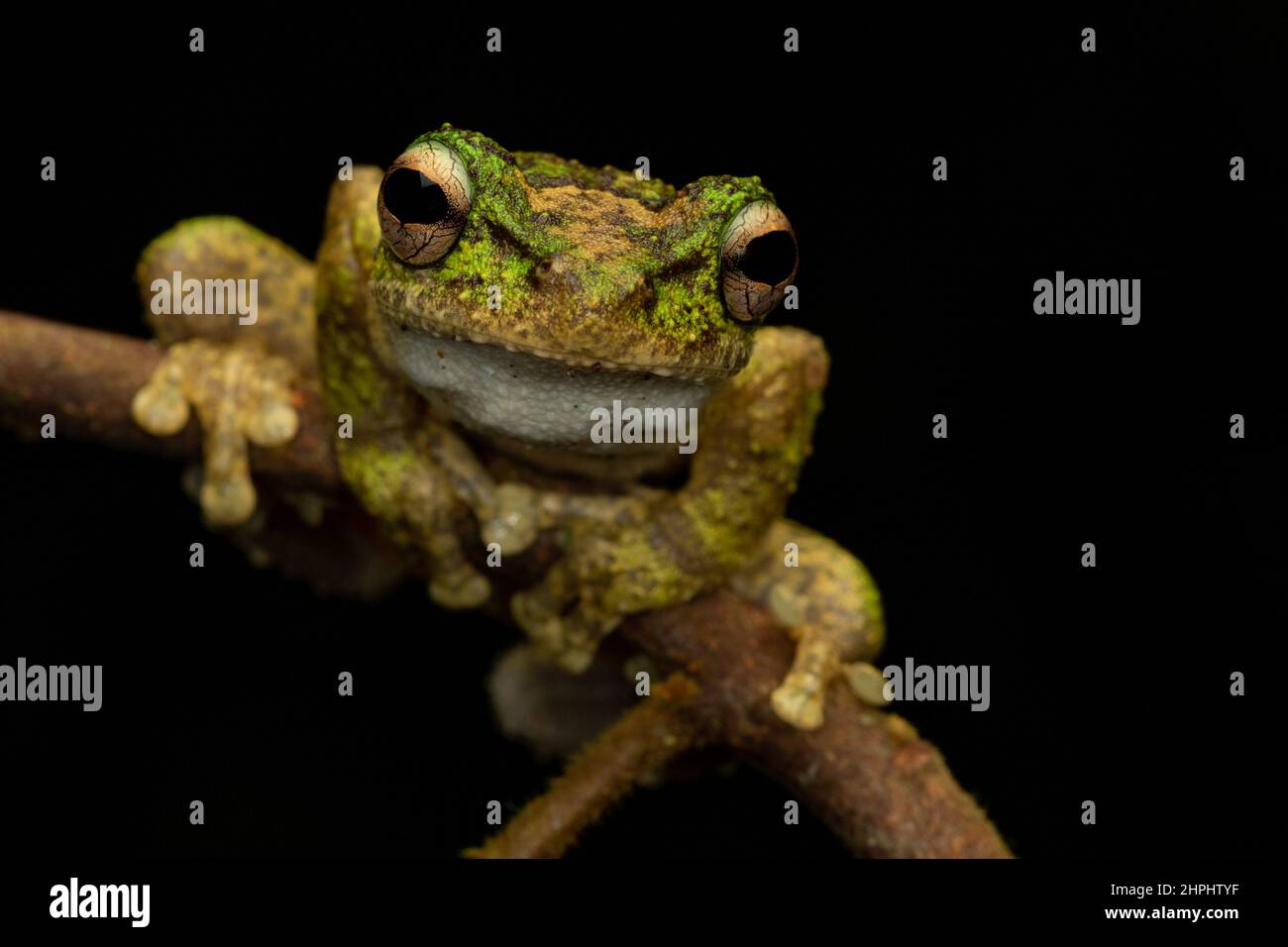 Australia rainforest frog hi-res stock photography and images - Alamy
