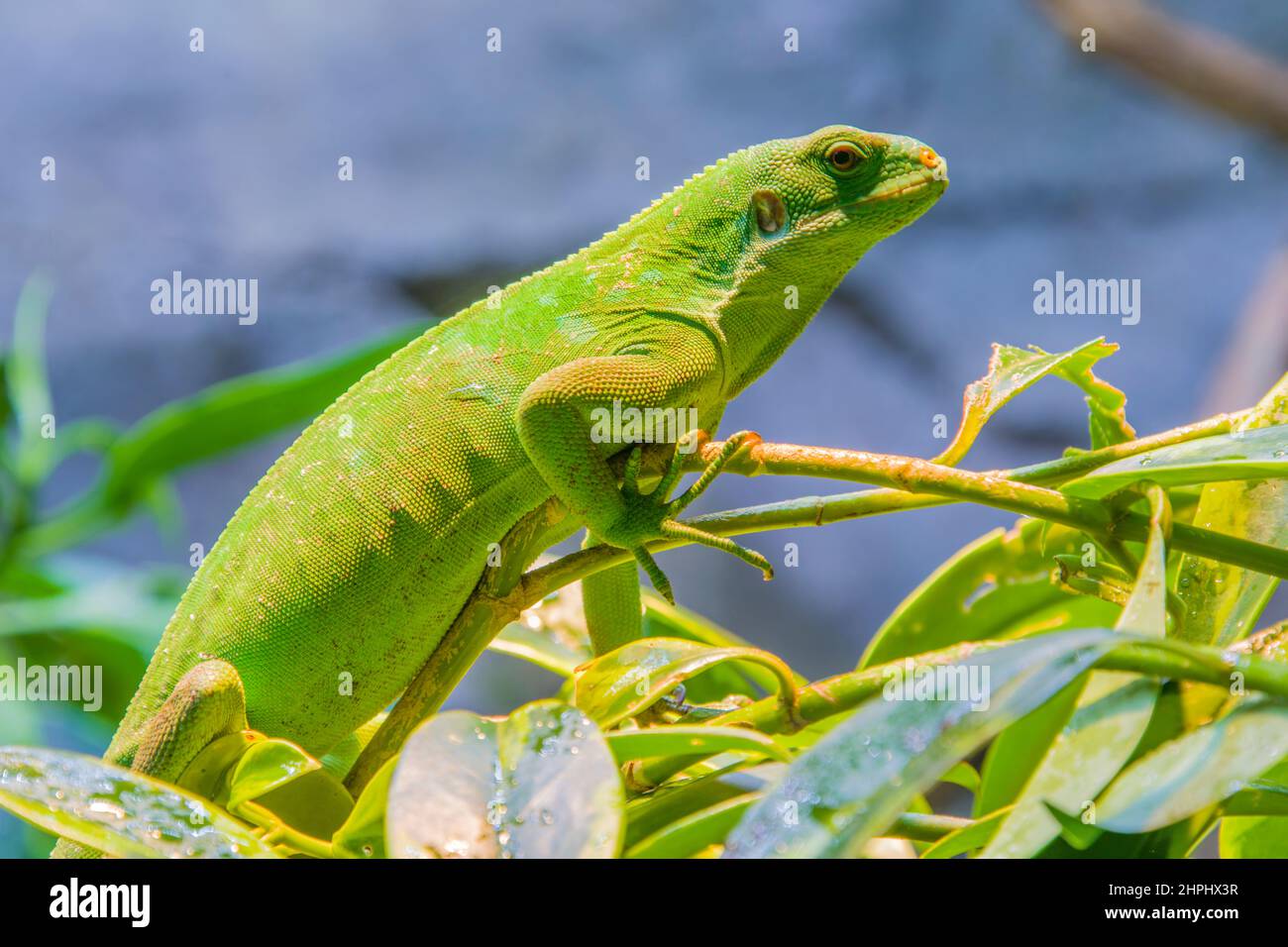 the closeup image of female Fiji banded iguana (Brachylophus fasciatus ...