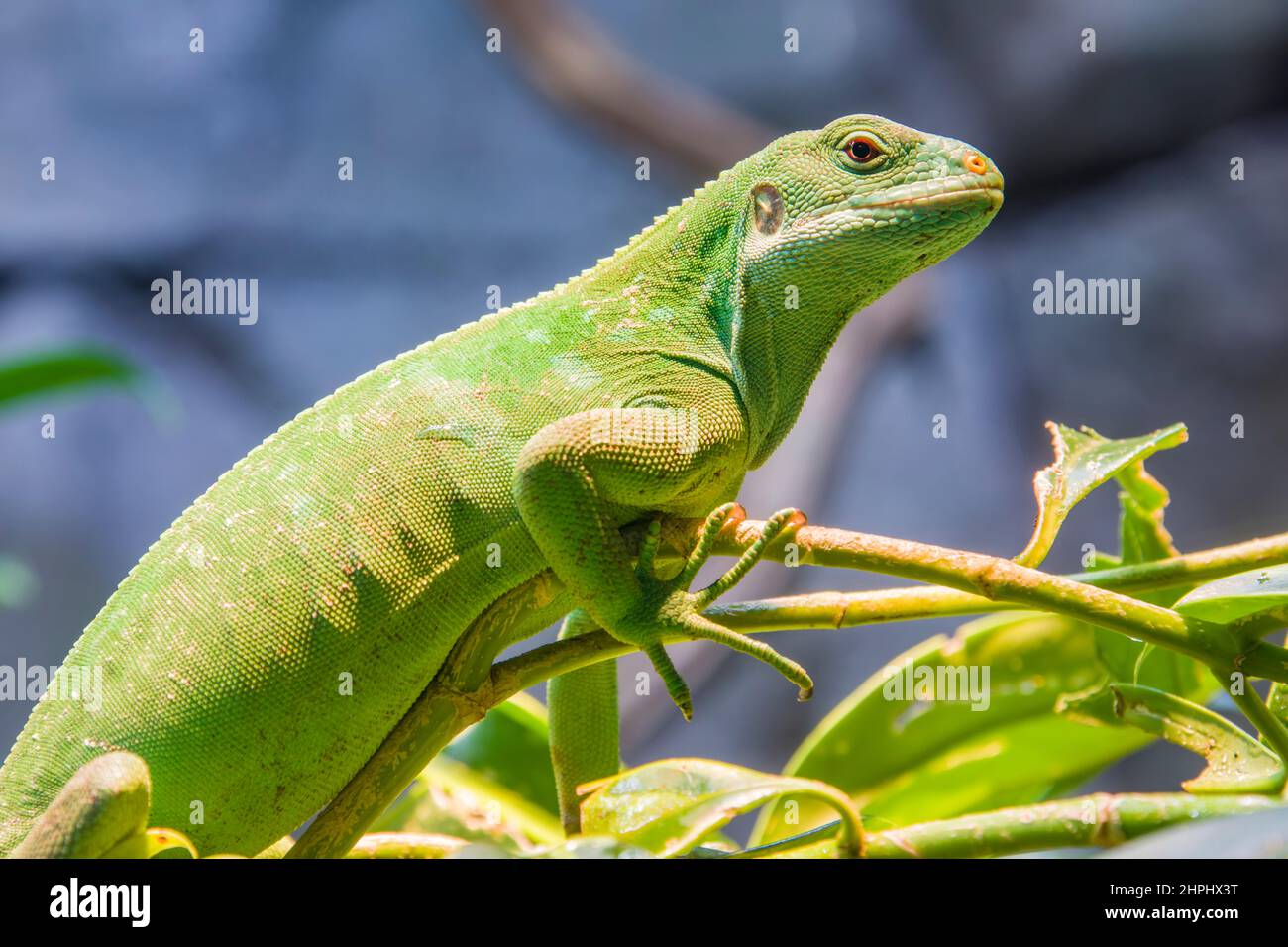 the closeup image of female Fiji banded iguana (Brachylophus fasciatus ...
