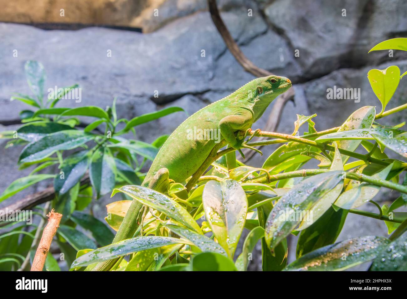 the closeup image of female Fiji banded iguana (Brachylophus fasciatus ...