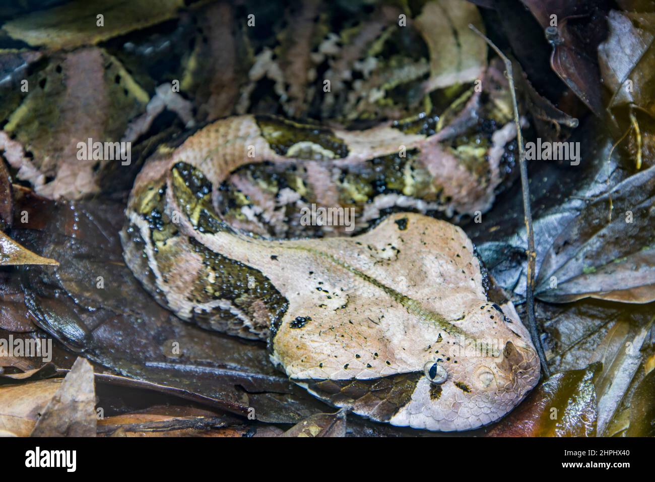 Bitis gabonica mouth hi-res stock photography and images - Alamy