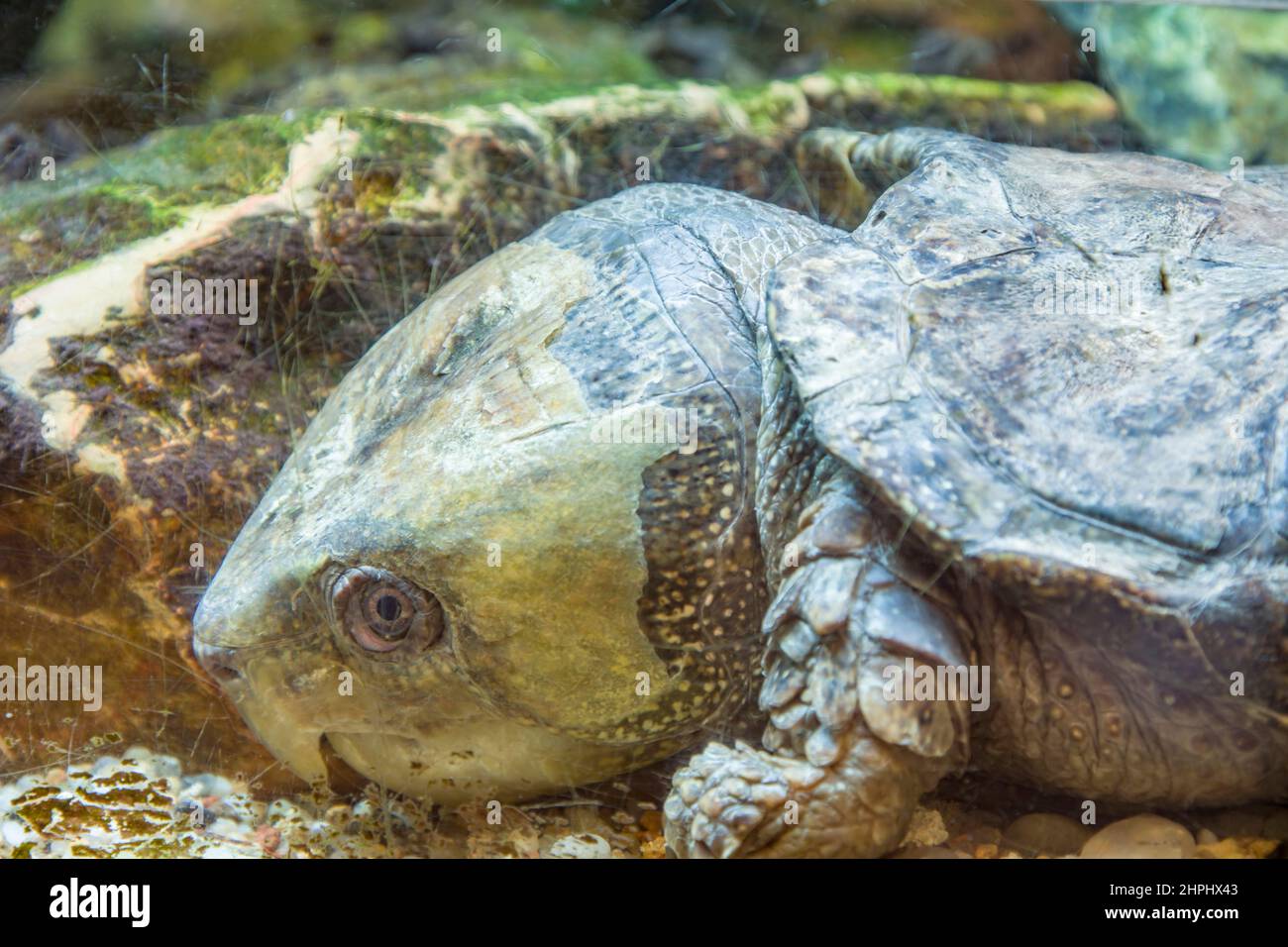 The big-headed turtle (Platysternon megacephalum) is a species in the ...