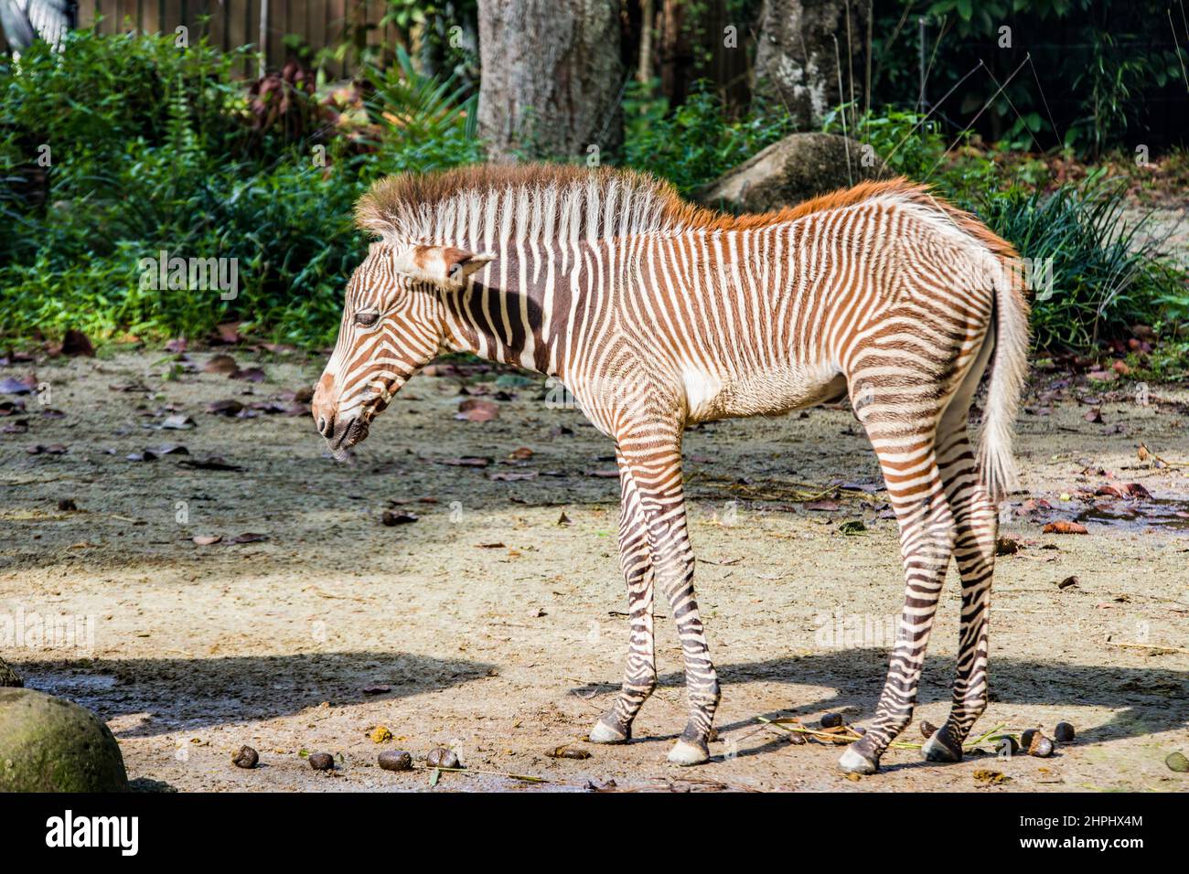 A Grevy's zebra foal, the largest living wild equid and the largest and ...