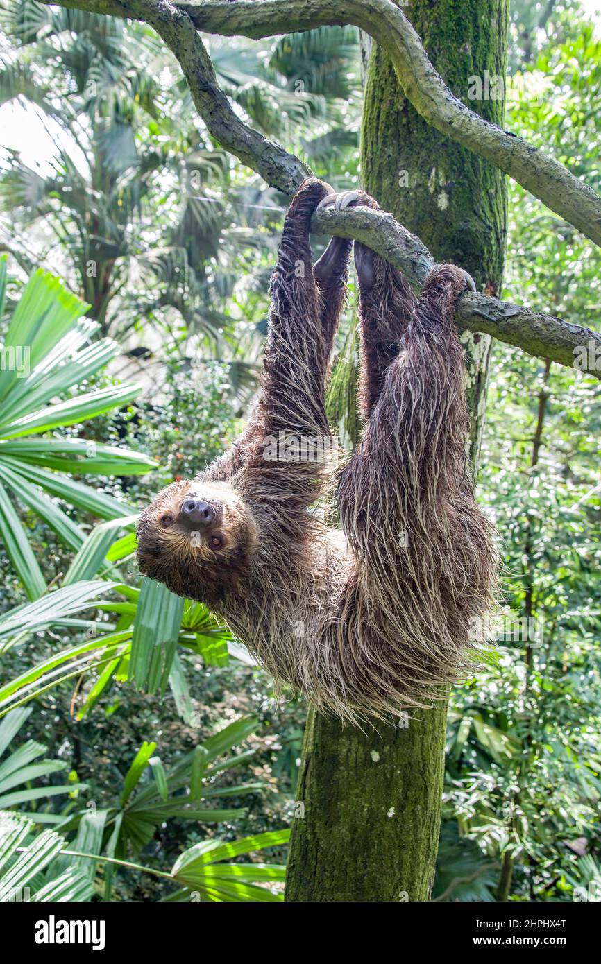 The close image of Linneaus' Two-toed Sloth (Choloepus didactylus). A ...