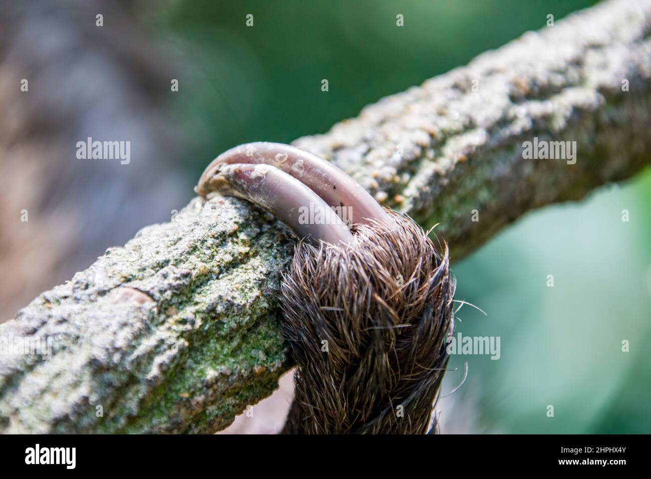 The foreleg claws of Linneaus' Two-toed Sloth (Choloepus didactylus). A ...