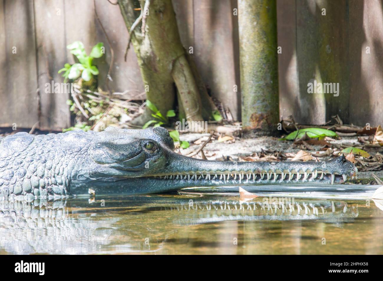 The gharial (Gavialis gangeticus) rests by the pond. It is a ...
